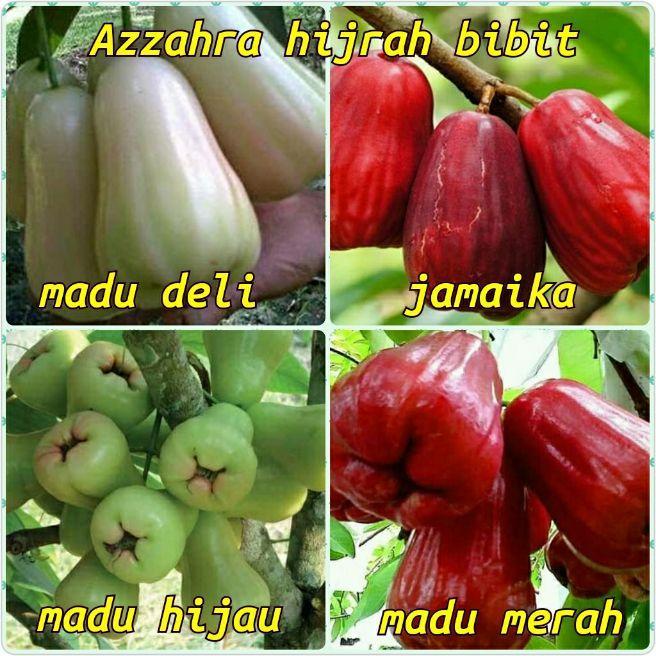 paket bibit tanaman buah jambu 4 jenis | Lazada Indonesia