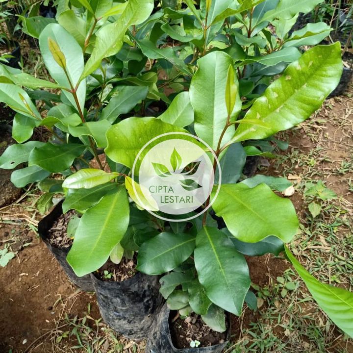 Pohon Jamblang Hitam Bibit Jamlang Hitam Tanaman Buah Jamblang Duwet ...