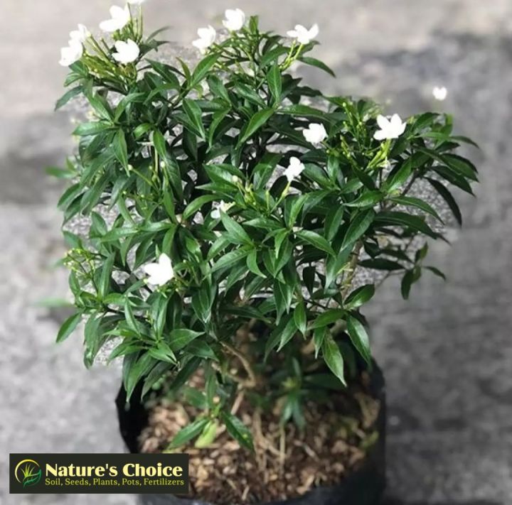 Dwarf Pandakaki with FREE garden soil, plastic pot and marble chip ...