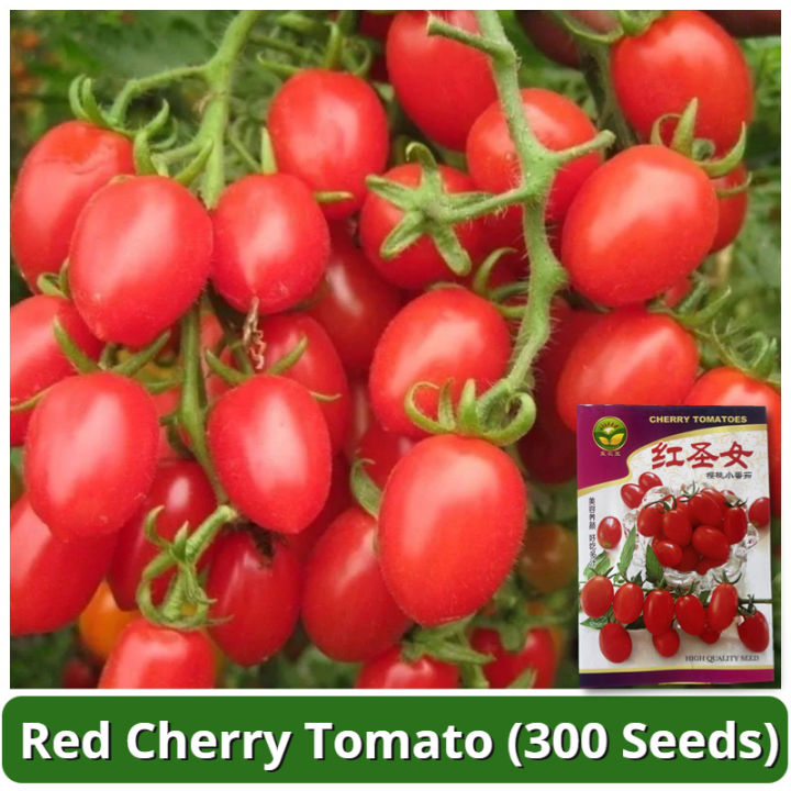 High Yield Red Cherry Tomato Seeds (300 Seed) Fresh Fruit Seeds Bonsai ...
