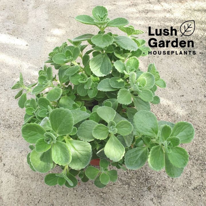 Vicks Plant 砰砰香 150mm Pot Herb Plant Live Plant [Lush Garden] | Lazada