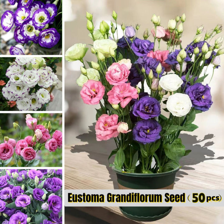 50seed/pack Assorted Colours Eustoma Grandiflorum Flower Seeds Potted ...