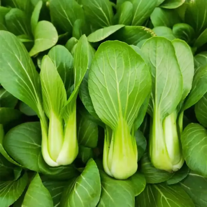100% Fresh Variety Pak Choi Seed Pechay Seeds for Sale Vegetable Seeds ...