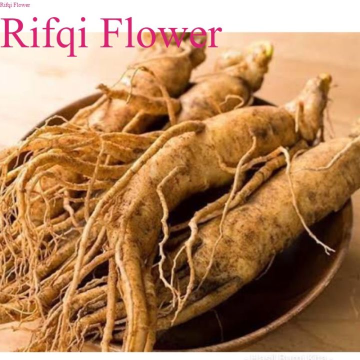 Tanaman Herbal Bibit Ginseng Merah Korea Panax Red Korea Ginseng Korea ...