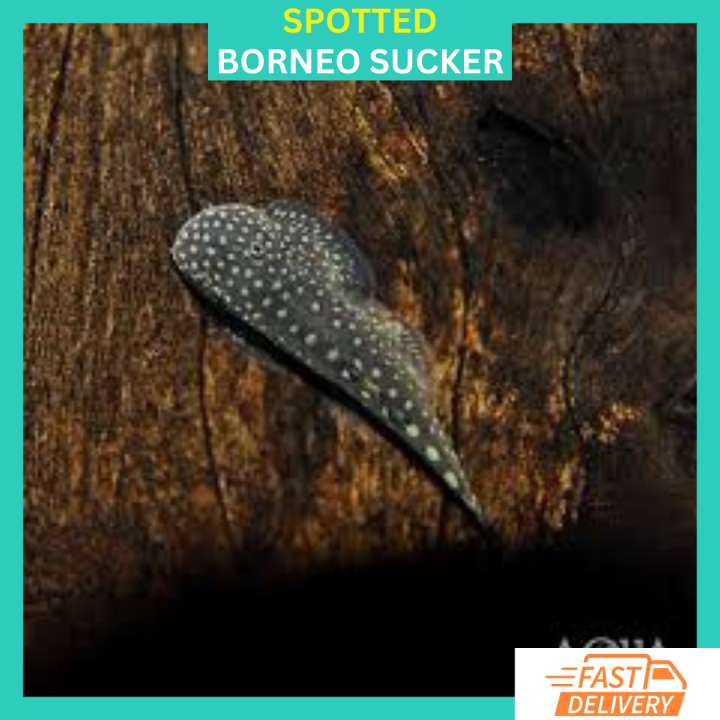 RFA Stingray Loach Spotted Borneo Sucker Loaches / Striped Borneo ...