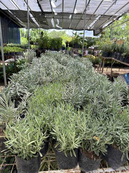 Lavender Plant (Best Price) Live Plant for sale with FREE plastic pot ...