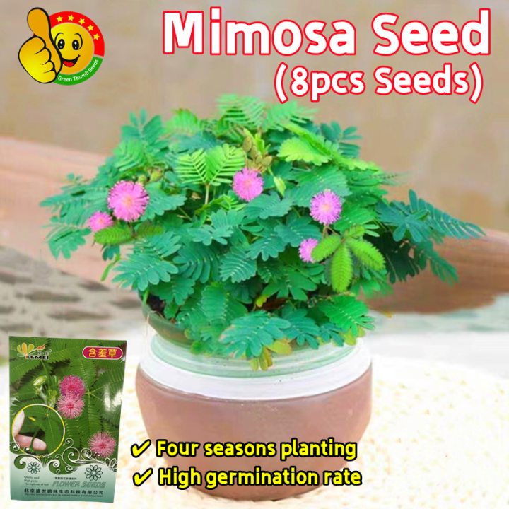 100% Original Mimosa Seeds for Planting Flowers (Fresh 8pcs Seeds) Rare ...
