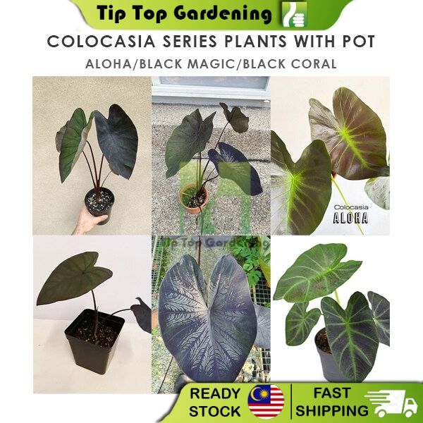 TIPTOP Real Live Plant Colocasia Series Plants with Pot (Aloha / Black ...