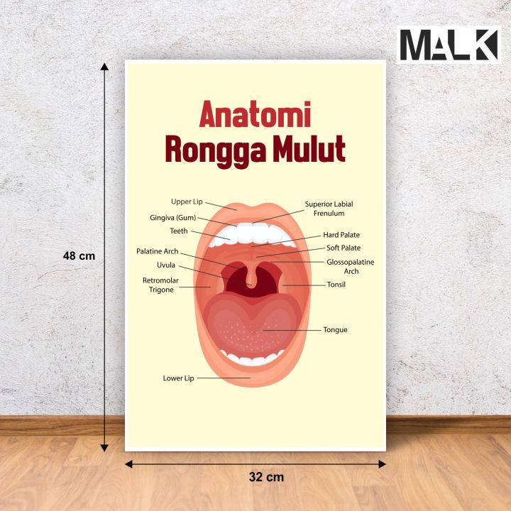 Poster Anatomi Mulut | Lazada Indonesia