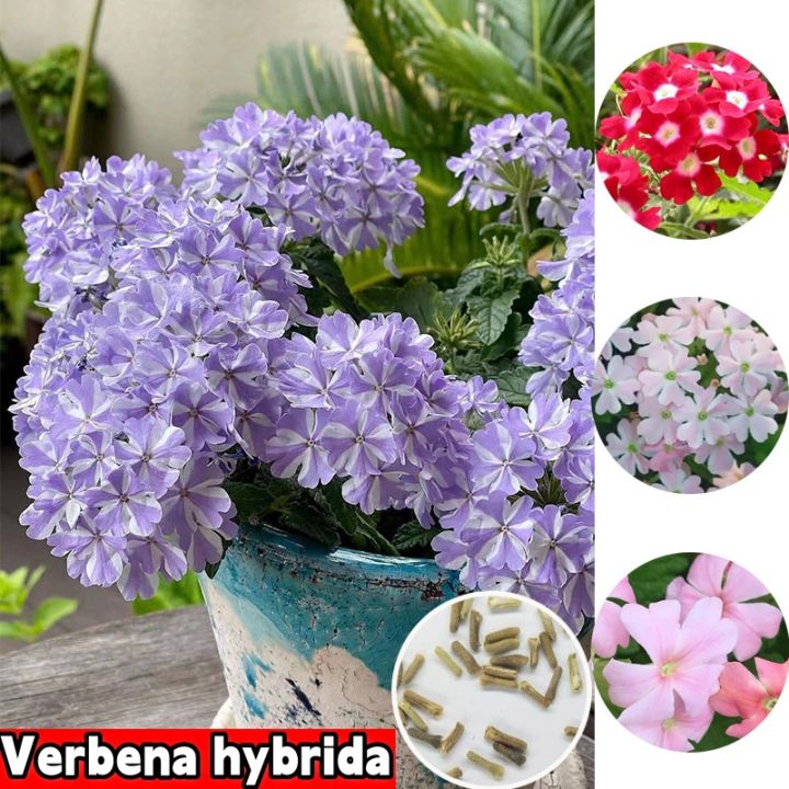 [Good Seeds] พร้อมจัดส่ง Verbena hybrida Flower Seed เมล็ดสด 100% เมล็ด ...