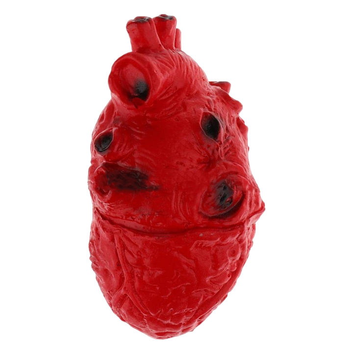 TDS Fake Heart Prop Fake Organ Prop Realistic Fake Human Heart Model ...