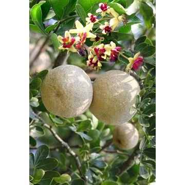 VICTORY SEED 1 Benih Biji Buah Kawis Kawista Kawi Kinca Kinco Kemluwo ...