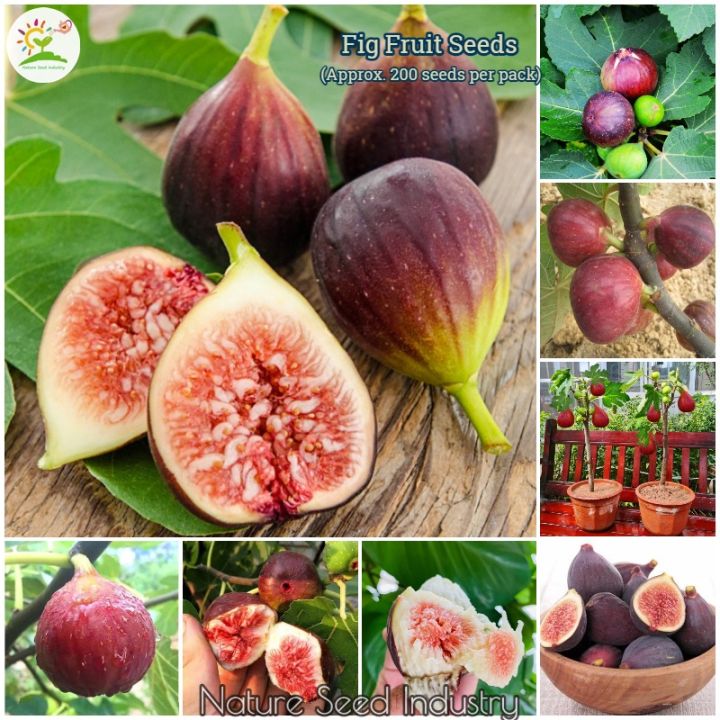 ♂Fig Seeds for Planting (100 seedsbag, Easy To Grow) - 无花果 Tropical ...