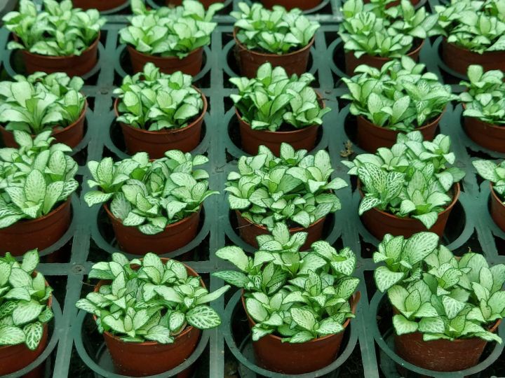 [Bundle of 3 pots] Assorted Fittonia Nerve Plant House Home Indoor ...