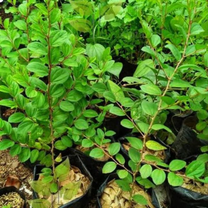 PAKET ISI 10 Bibit Bidara Arab Super Unggul | Lazada Indonesia