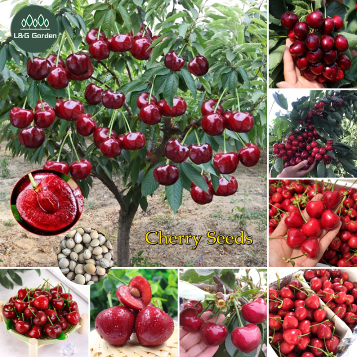 30Pcs Cherry Seeds Sweet and Delicious Tropical Fruit Seeds for ...