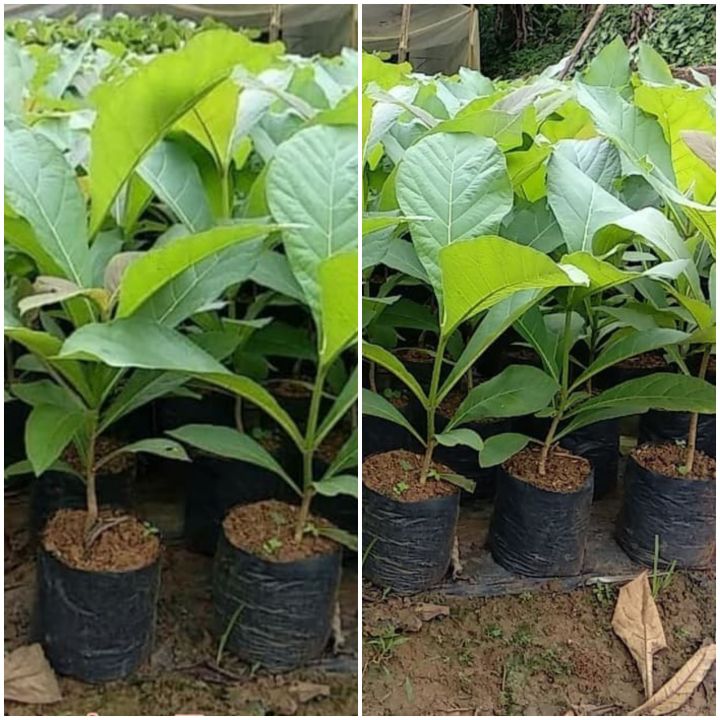 Paket 5 Bibit Pohon Jati Super | Lazada Indonesia