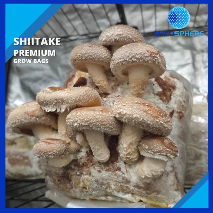 Grow Bag - Shiitake Mushrooms Grow Kit | Lazada PH