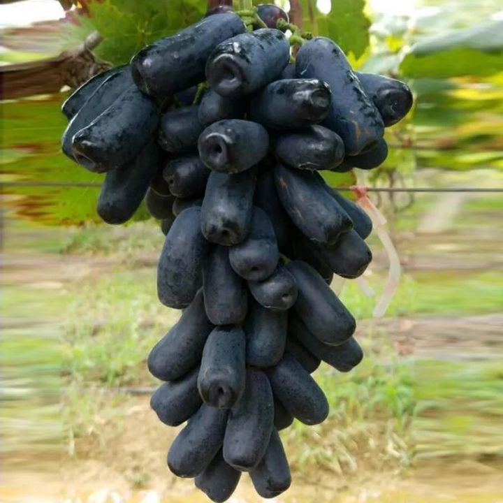 Fruit tree seedlings Sapphire grape seedlings were planted in the south ...