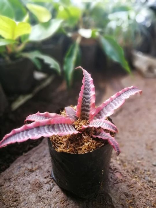 Tanaman Hias Sansiveira Pink Black bergerigi - Langka Sansivera ...