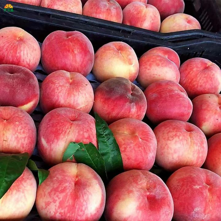 Peach fresh fruit Beijing Pinggu big peaches are crisp and sweet, and ...