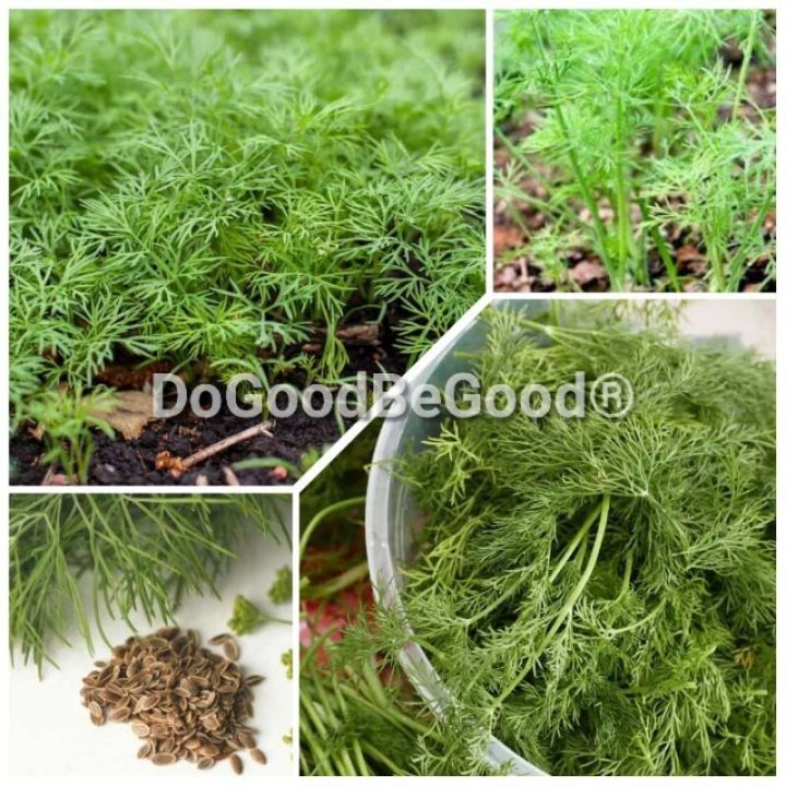 50pcs Dill/Anethum graveolens Plant Seeds/Biji Benih Pokok /Daun Dill ...