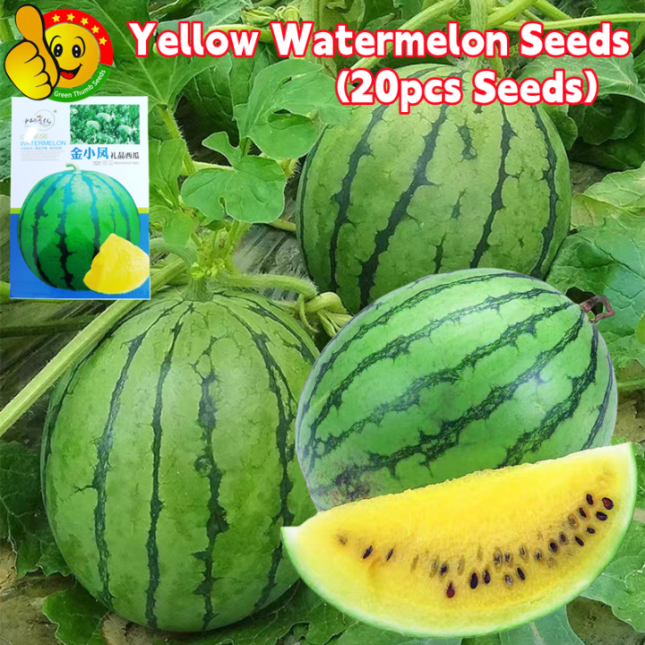 100% Original Sweet Juicy Yellow Watermelon Seeds for Sale (Fresh 20pcs ...