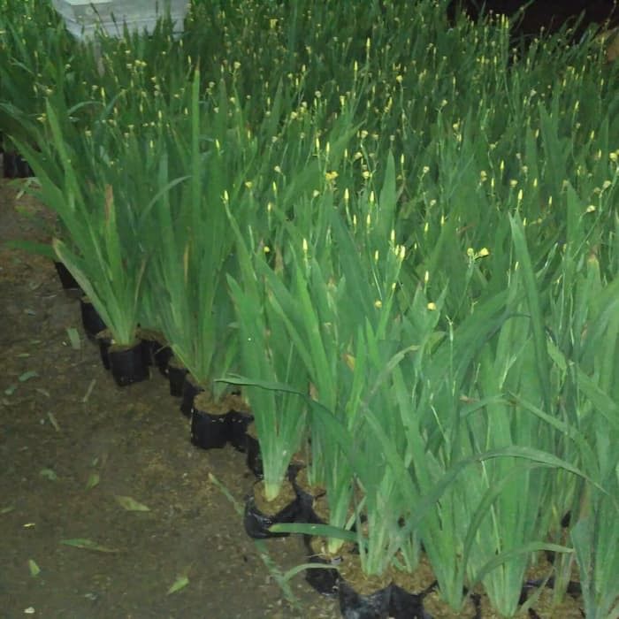 ready stok Promo Grosir!! Tanaman Airis Tanaman Irish Tanaman Airis ...