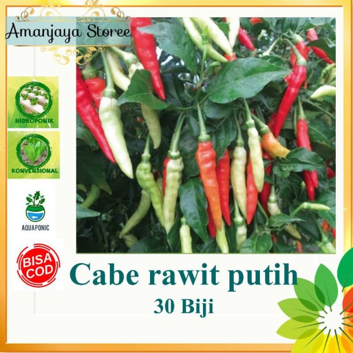 benih CABE RAWIT PUTIH rawit setan Sigantung isi 25 biji / benih ...