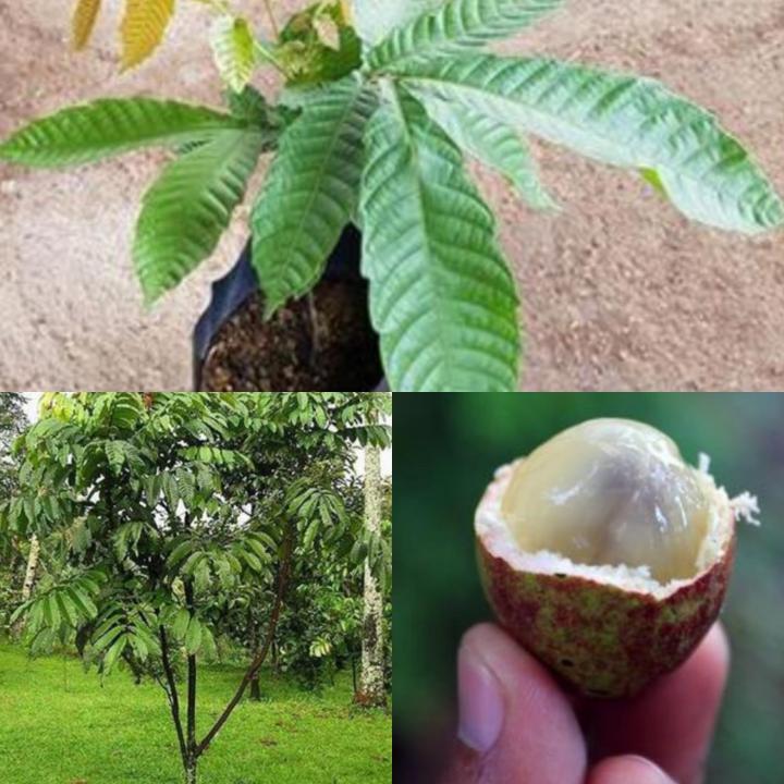 ANAK POKOK MATOA BUAH 3 RASA | Lazada