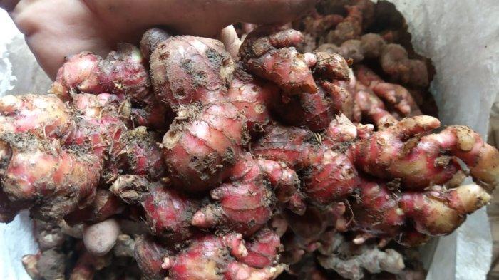 Jahe Merah Murni Kotor isi 1Kg / Jahe Merah Segar masih ada sisa tanah ...
