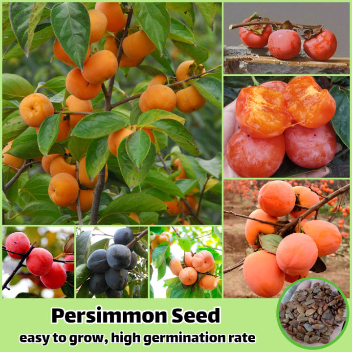 Persimmon Seed Fruit Seeds for Planting (25 Seeds) Bonsai Fruit Tree ...