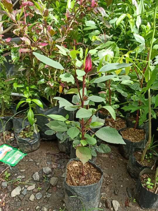 Bibit Tanaman Bunga Rosella Merah | Bunga Rosela | Pohon Rosela Herbal ...