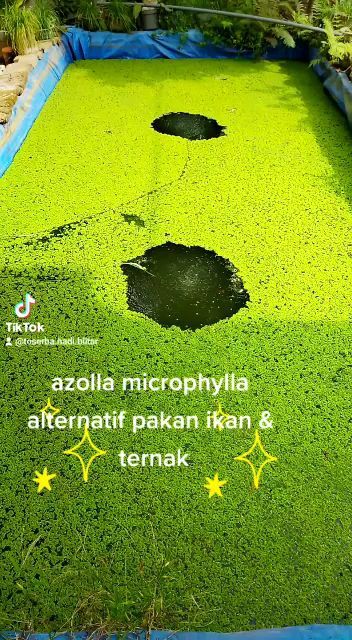 azolla microphylla 1kg, bibit azolla microphylla, azolla tanaman, azolla pakan ikan, azolla ...