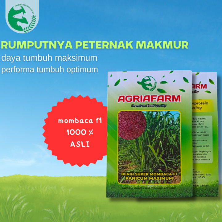 Benih Rumput SUPER MOMBACA F1 AGRIAFARM 1000 Biji Panicum Maximum Daya ...