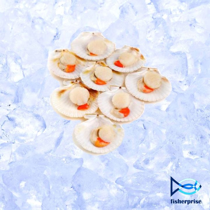 Frozen Scallop Half Shell 半壳大扇贝 500g | Lazada