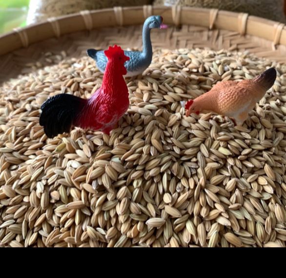 Lúa Thóc cho chim, gà, gia cầm ăn Túi 1Kg - Hạt chắc cung cấp tốt dinh ...
