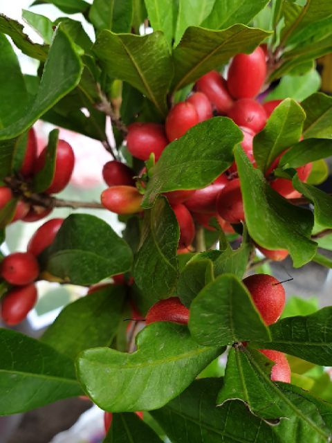 Pokok Ajaib @ Miracle Berry anak pokok stabil. | Lazada