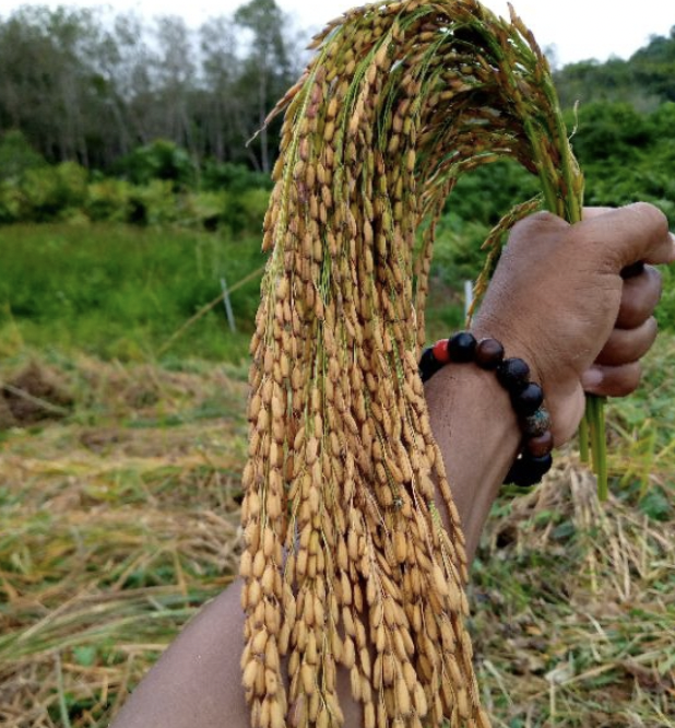 Benih padi huma / padi bukit untuk landscape atau untuk makan - 250 ...