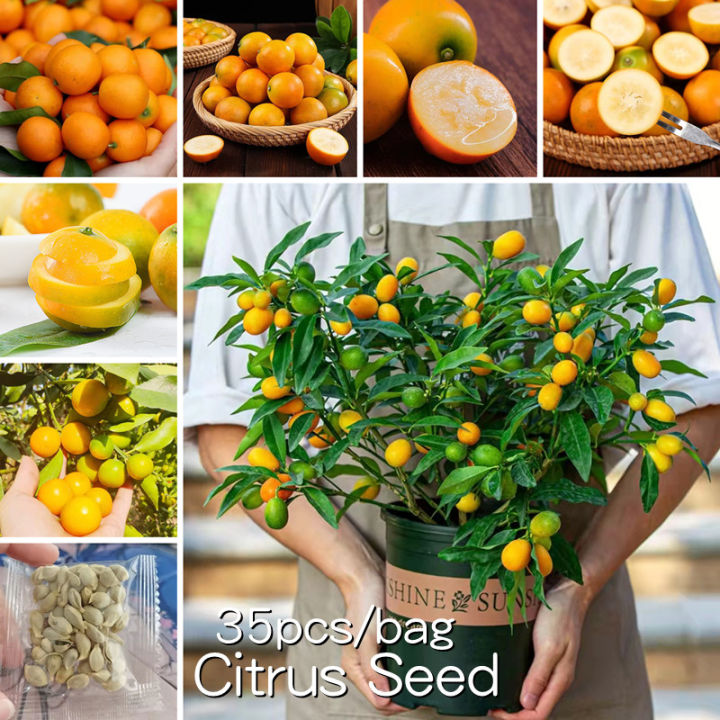 100% Original Orange Citrus Seeds Fruit Seeds for Planting Bonsai Citrus Tree Seeds (35 Seeds ...