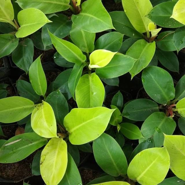Philodendron lemon / philo lemon / tanaman hias philo lemon | Lazada ...