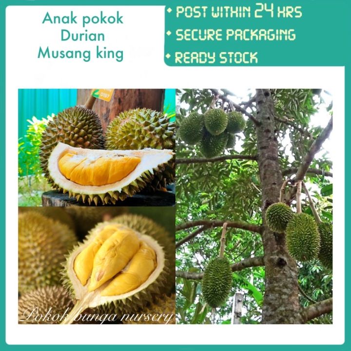 PBN - anak pokok musang king - pokok bunga nursery cepat rajin berbuah ...
