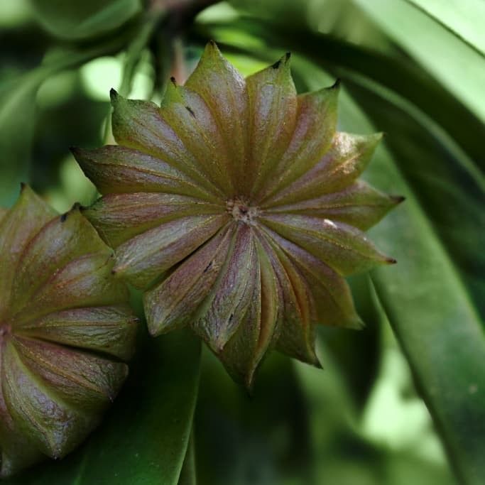 (1 Butir) Bibit Benih Bunga Lawang | Lazada Indonesia