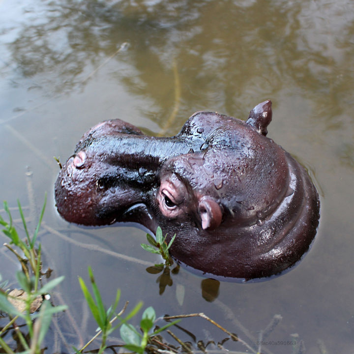 Floating Hippo Fishing Ornaments Durable Resin Material Placed by the ...