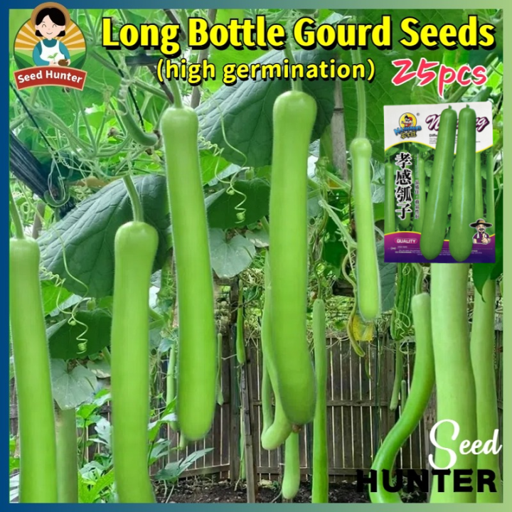Fresh Super Long Bottle Gourd Plant Seeds for Planting Vegetables (Fast ...