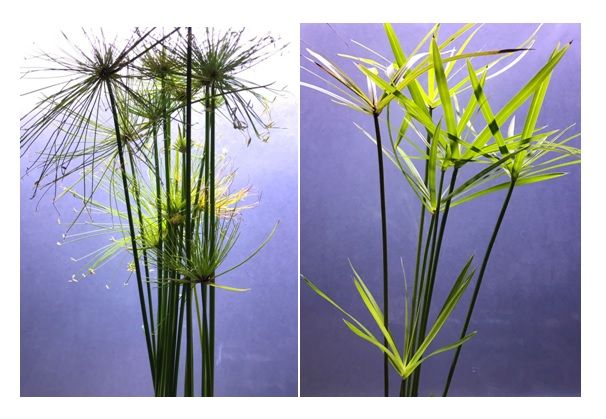 Cyperus Haspan | cyperus papyrus Pond , Terrarium Plant Pond Plant | Lazada