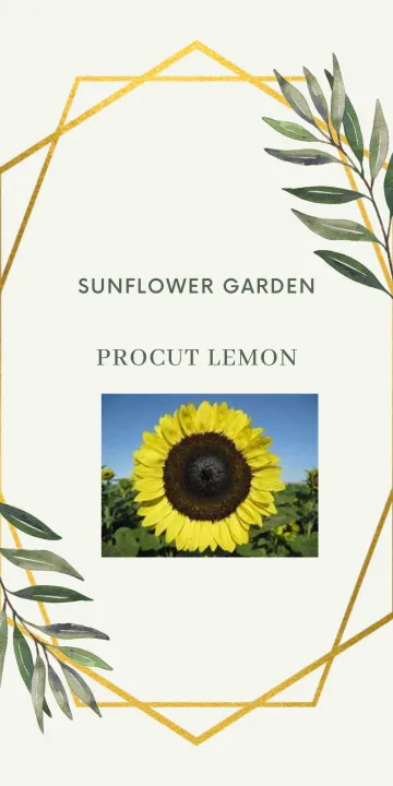 Procut Lemon Sunflower (10 seeds) | Lazada