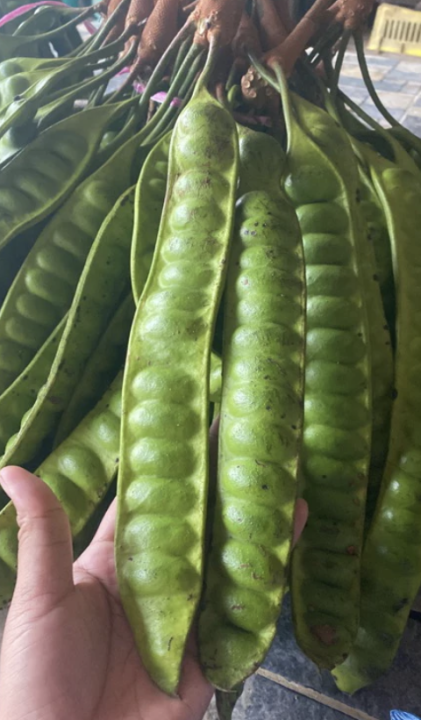 Petai Padi Fresh Hari-hari saiz besar | Lazada