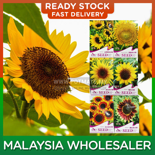 7 types of Sunflower Seed / Biji Benih Bunga Matahari | Lazada
