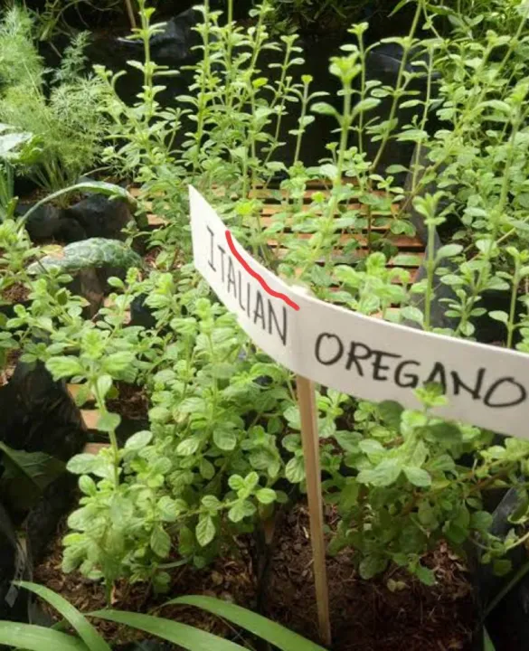 Italian Oregano (LUZON AREA ONLY) with FREE plastic pot and garden soil ...